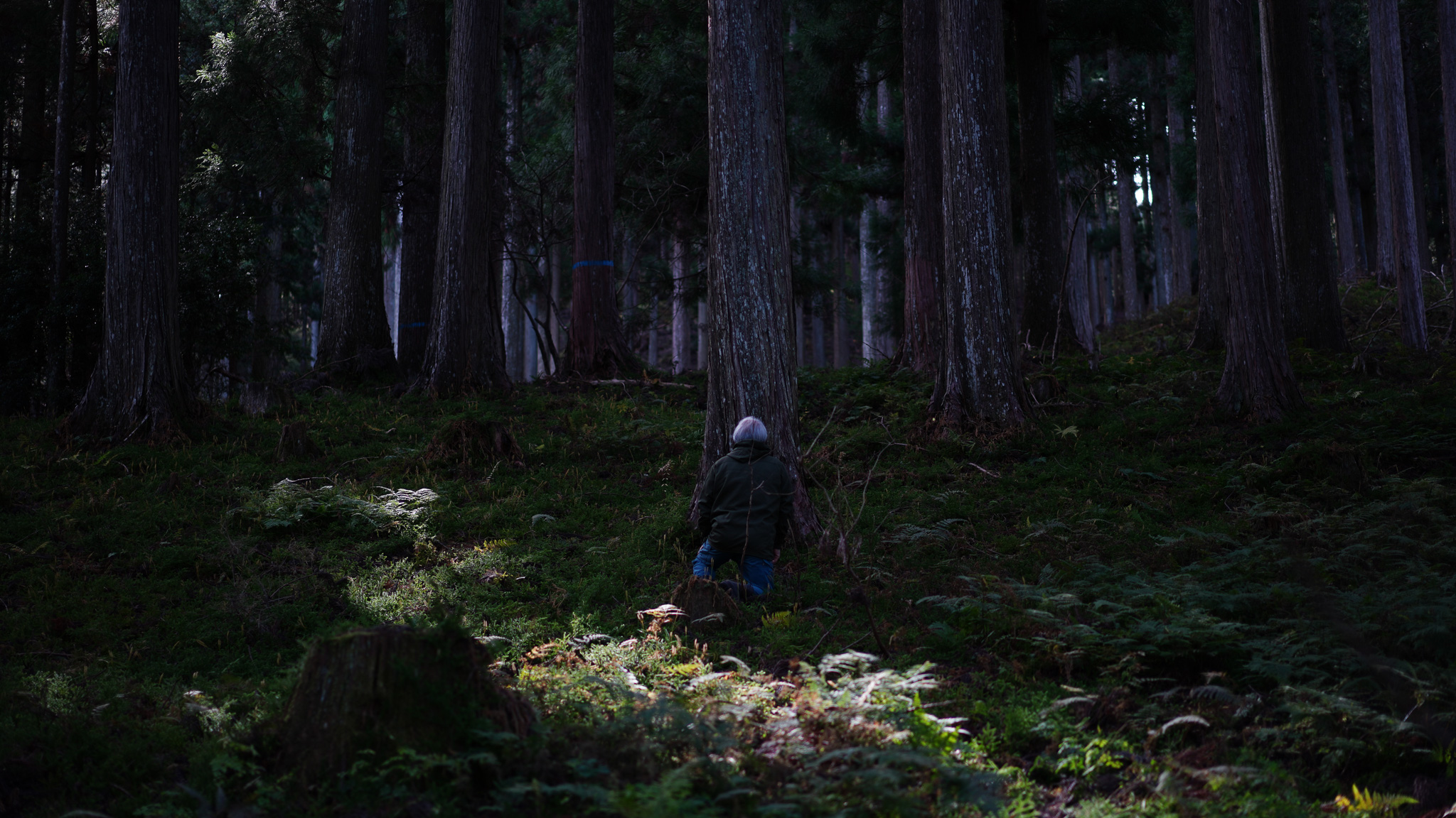 YOSHINO - wood & wisdom